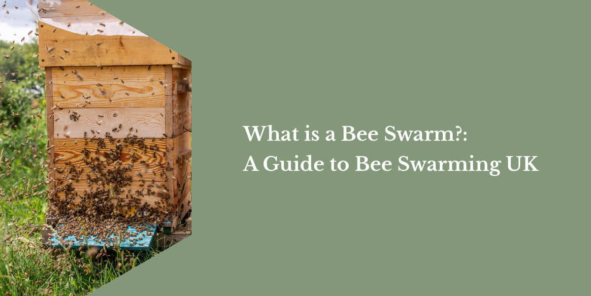 What Is A Bee Swarm: A Guide To Bee Swarming UK – Hiveology